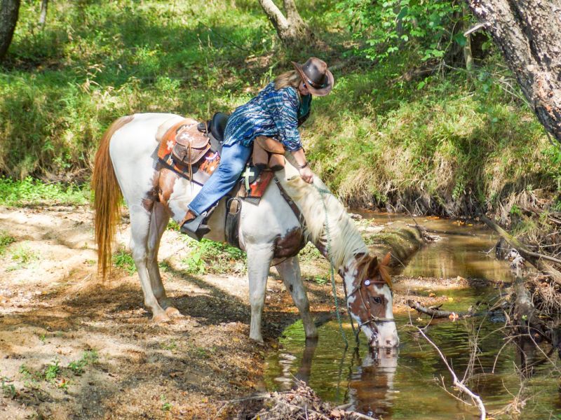 Halifax County Horse Country