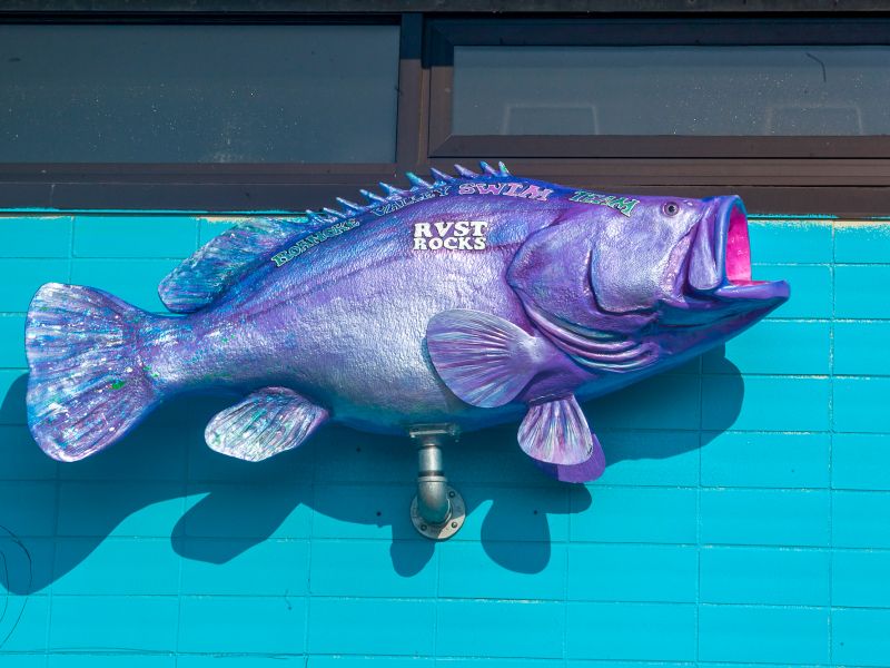 Roanoke Valley Swim Team’s Rockfish