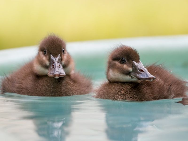 Duckling Day @ Sylvan Heights